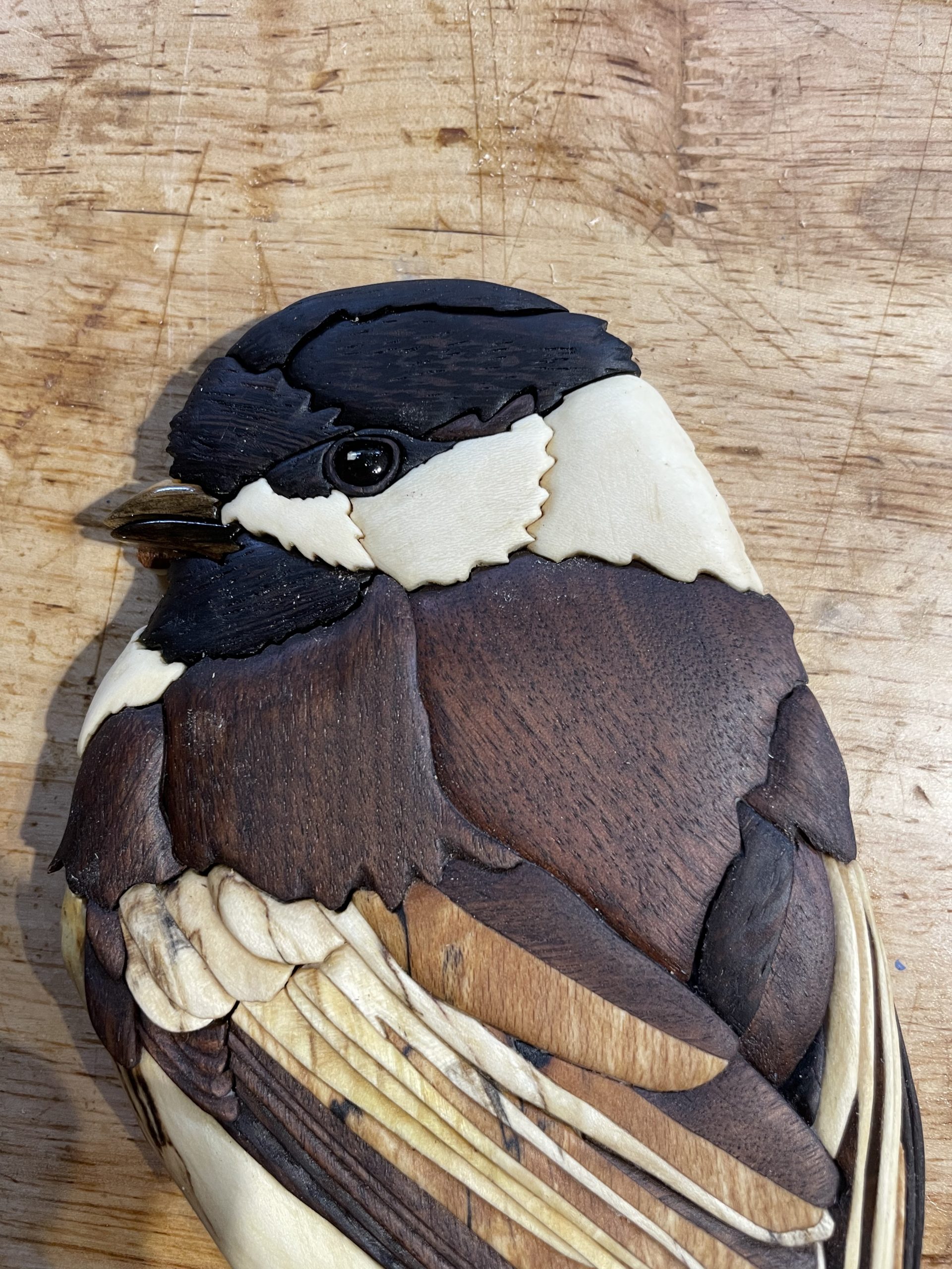 Nuthatch & Chickadee, Daniel D. Brown PhD, 2023 - Laughing Mantis Studio